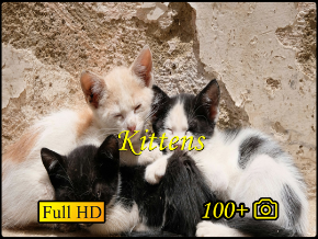 Kittens (Max) Screensaver | TV App | Roku Channel Store | Roku