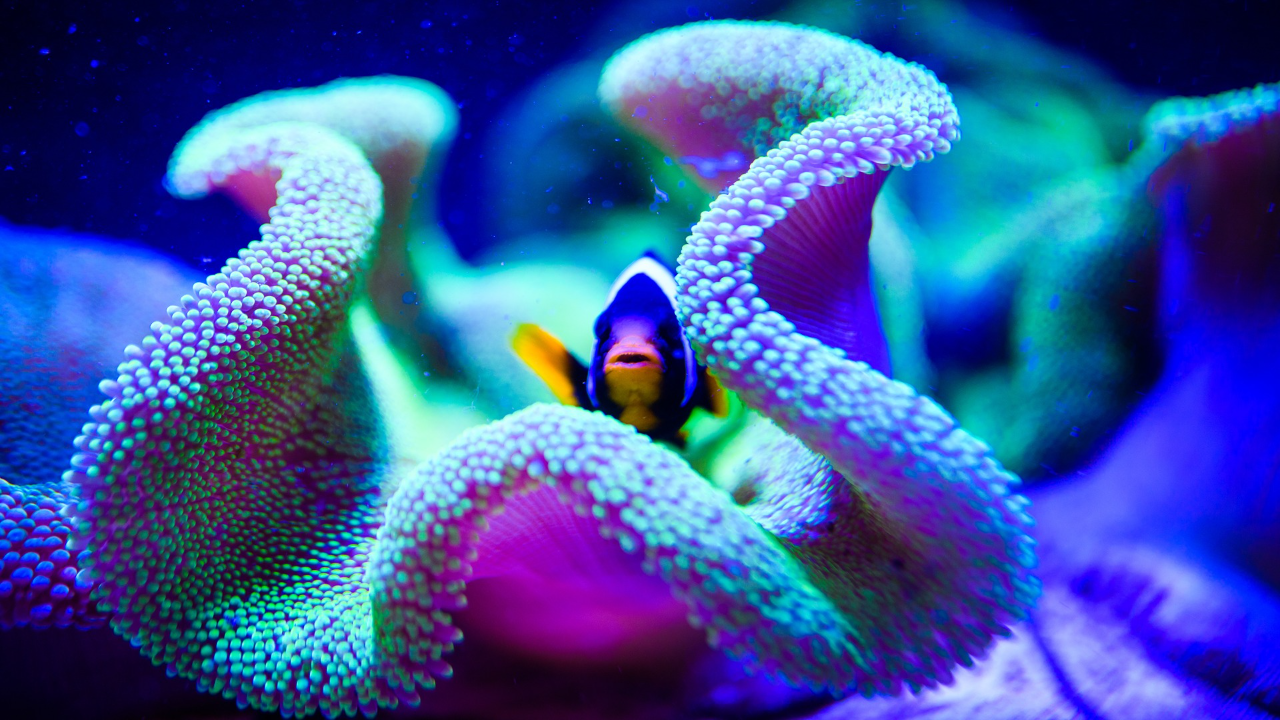Marine Life | TV App | Roku Channel Store | Roku