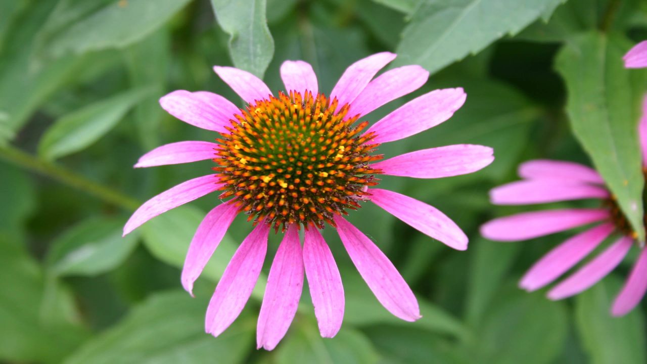 Flowers Premium HD Screensaver | TV App | Roku Channel Store | Roku