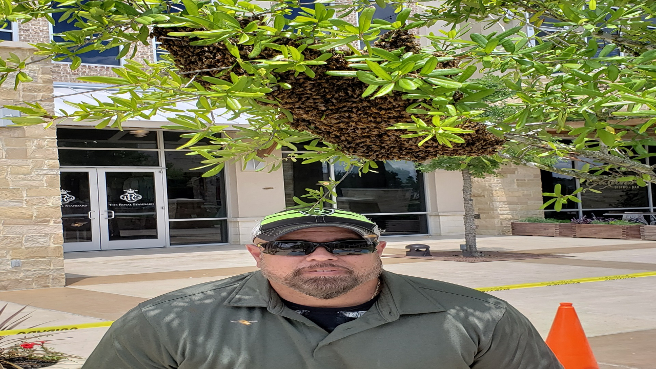 The Hive Masters | TV App | Roku Channel Store | Roku