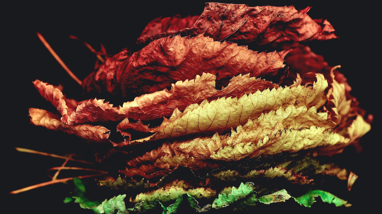 Fall | TV App | Roku Channel Store | Roku