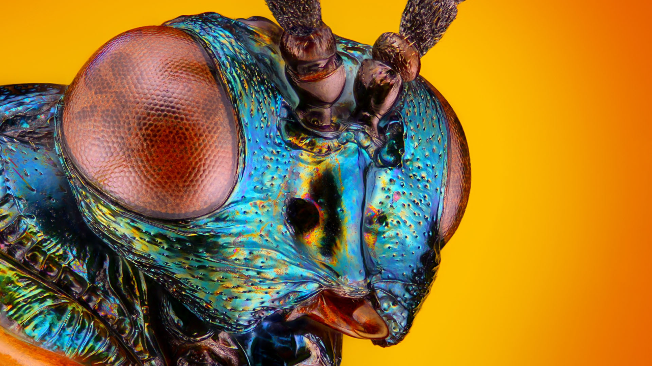 Close up: Insects | TV App | Roku Channel Store | Roku