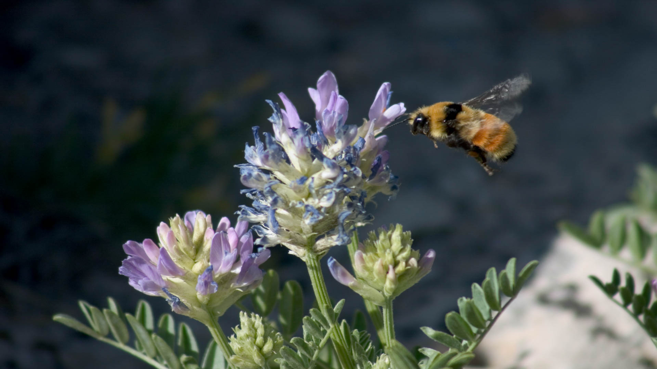 Flowers Premium HD Screensaver | TV App | Roku Channel Store | Roku