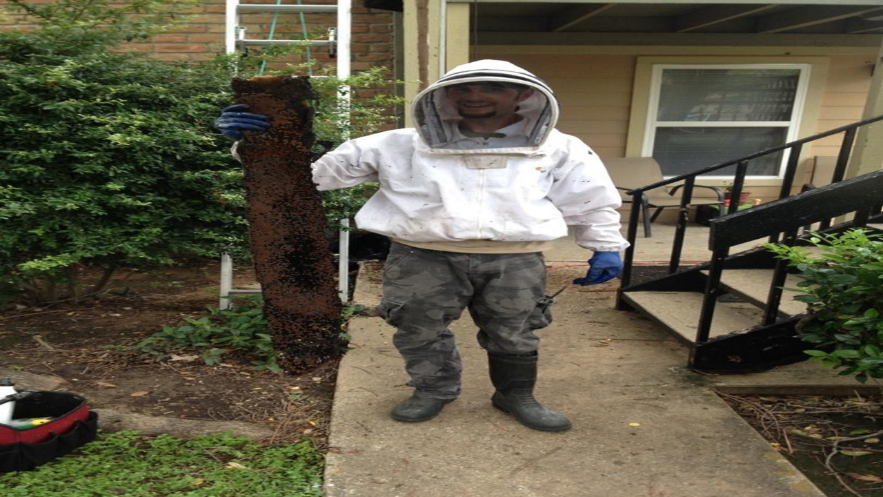 The Hive Masters | TV App | Roku Channel Store | Roku