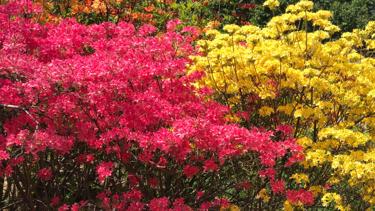 Flowers Premium HD Screensaver | TV App | Roku Channel Store | Roku