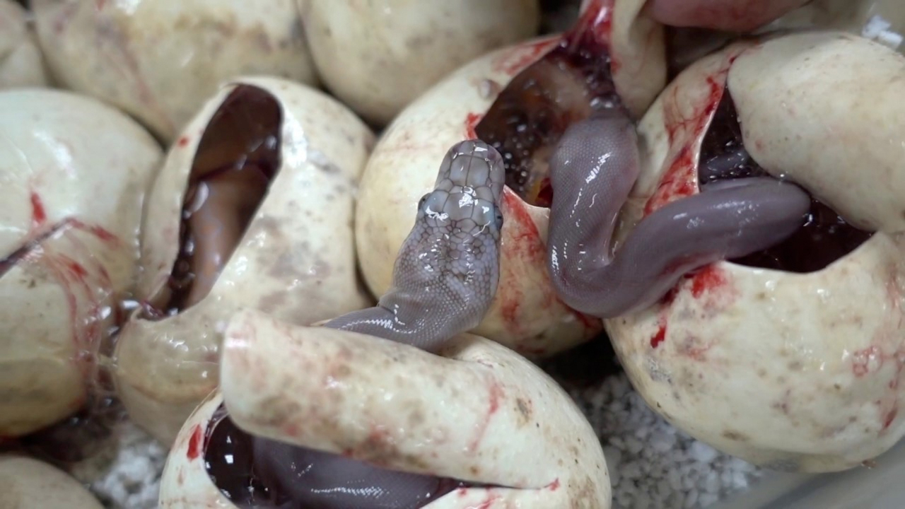 Prehistoric Pets TV | TV App | Roku Channel Store | Roku