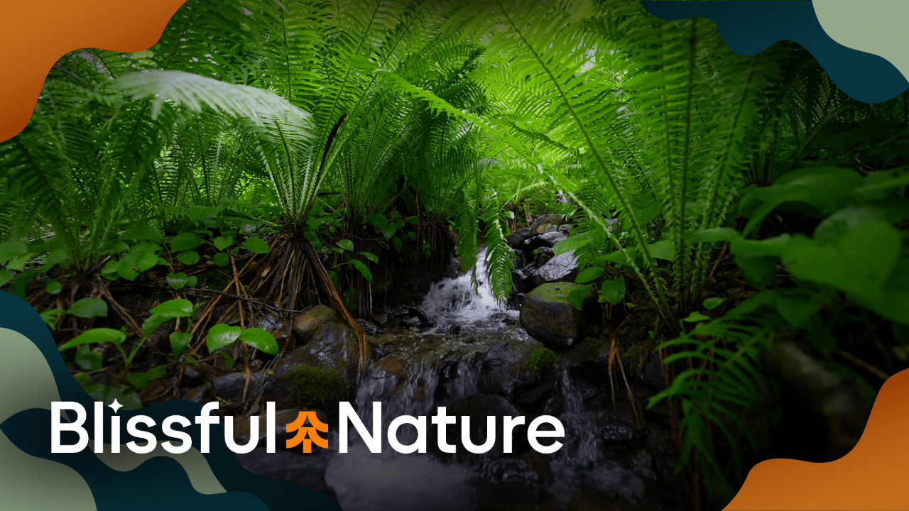 Blissful Nature | TV App | Roku Channel Store | Roku