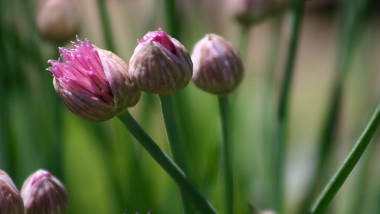 Flowers HD Screensaver | TV App | Roku Channel Store | Roku