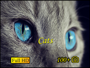 Cats (Max) Screensaver | TV App | Roku Channel Store | Roku