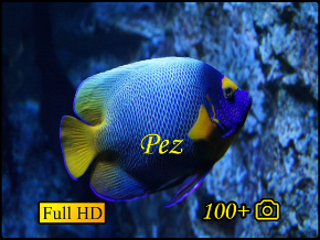 Pez (Max) Screensaver | Tienda de canales Roku | Roku