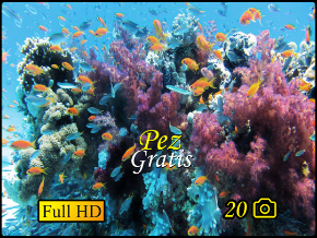 Pez Screensaver | Tienda de canales Roku | Roku