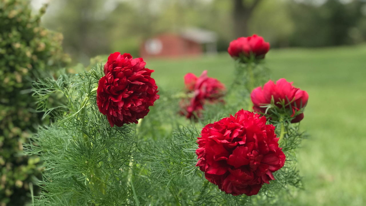 Flowers Premium HD Screensaver | TV App | Roku Channel Store | Roku