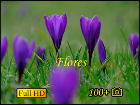 Flores (Max) Screensaver | Tienda de canales Roku | Roku