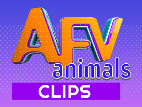 AFV Animals-Animal & Pet Video | TV App | Roku Channel Store | Roku