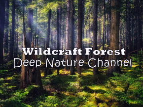 Wildcraft Forest Channel | Roku Channel Store | Roku
