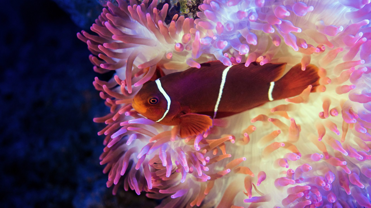 Pez (Max) Screensaver | Tienda de canales Roku | Roku