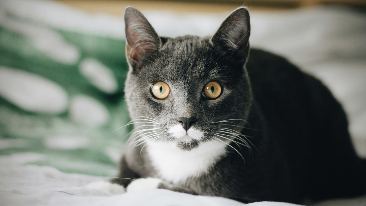 Cats (Max) Screensaver | TV App | Roku Channel Store | Roku